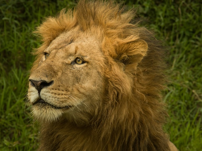Proverbs 31:5 A Noble Character – Insights From Tom