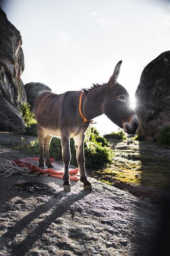 donkey-standing – Insights From Tom