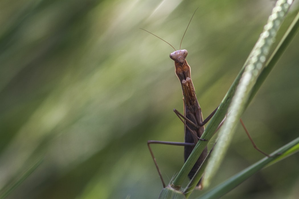 praying-mantis-on-guard – Insights From Tom