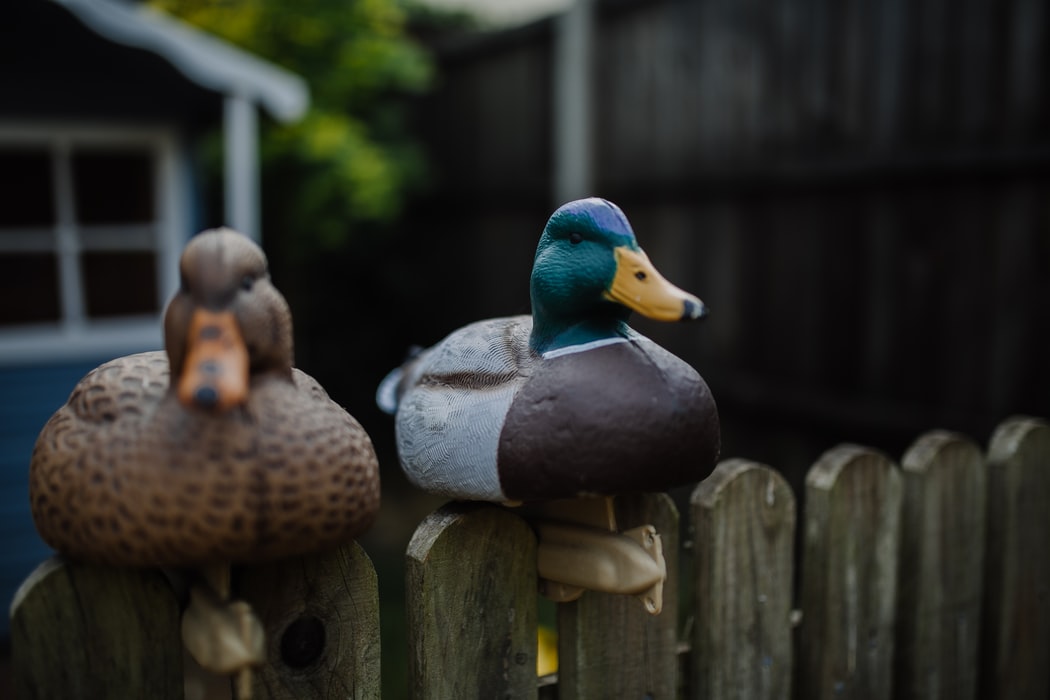 imitation-ducks – Insights From Tom