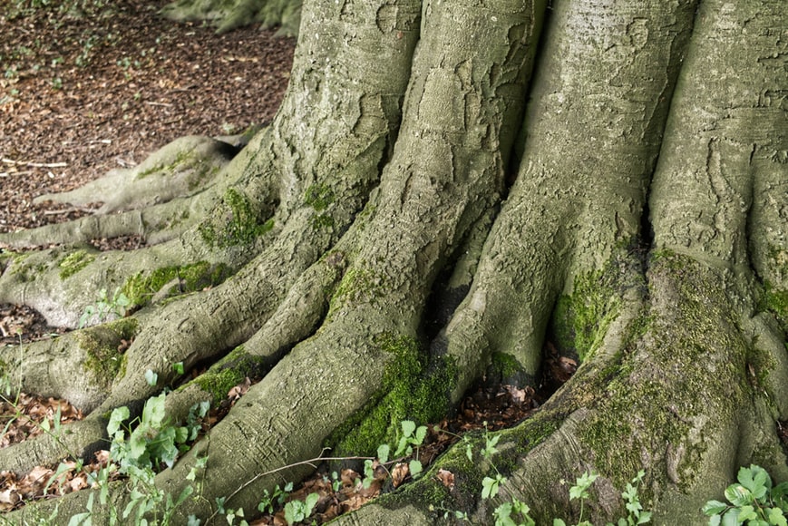 Colossians 2:6-7 Rooted And Built Up In Jesus – Insights From Tom