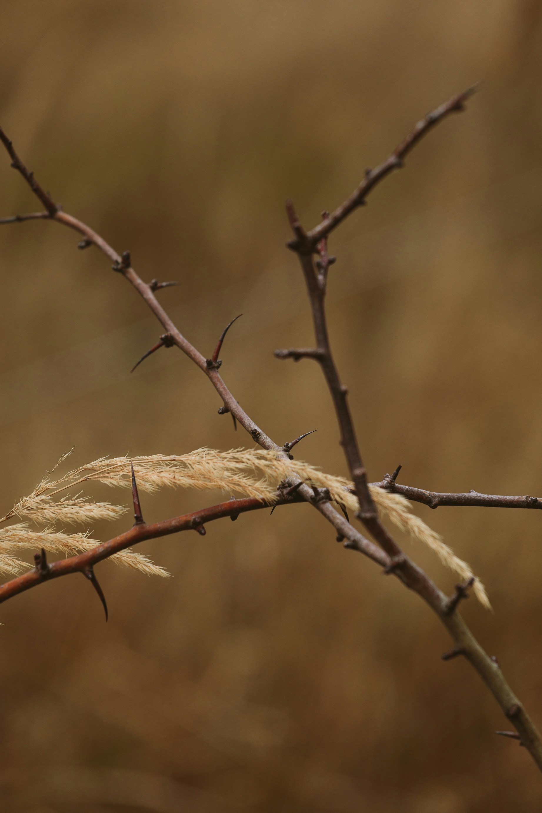 Hebrews 6:8 Thorns And Briers – Insights From Tom
